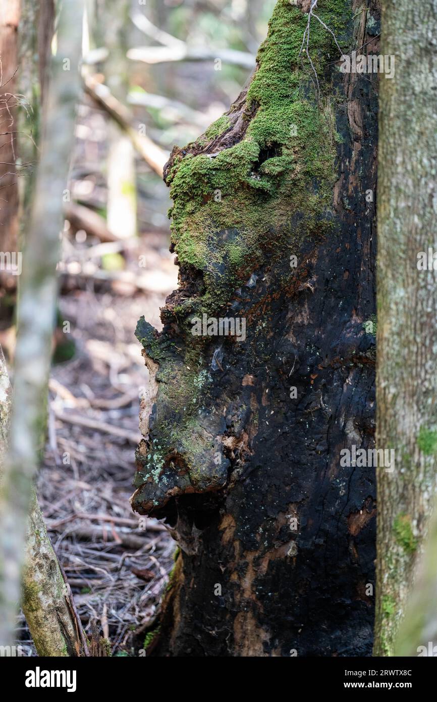 old log in a forest Tasmania in the bush Stock Photo - Alamy
