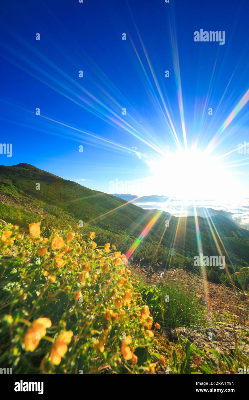 Miyama buttercup hi-res stock photography and images - Alamy