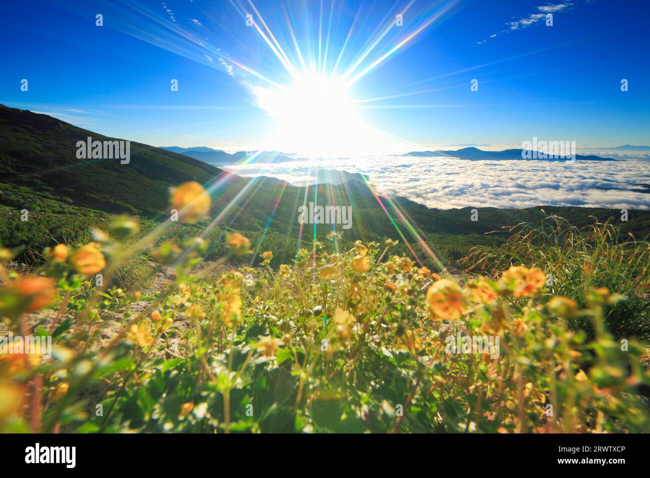 Mt. Miyama buttercup, Mt. Yatsugatake, the sea of clouds, and the glow ...