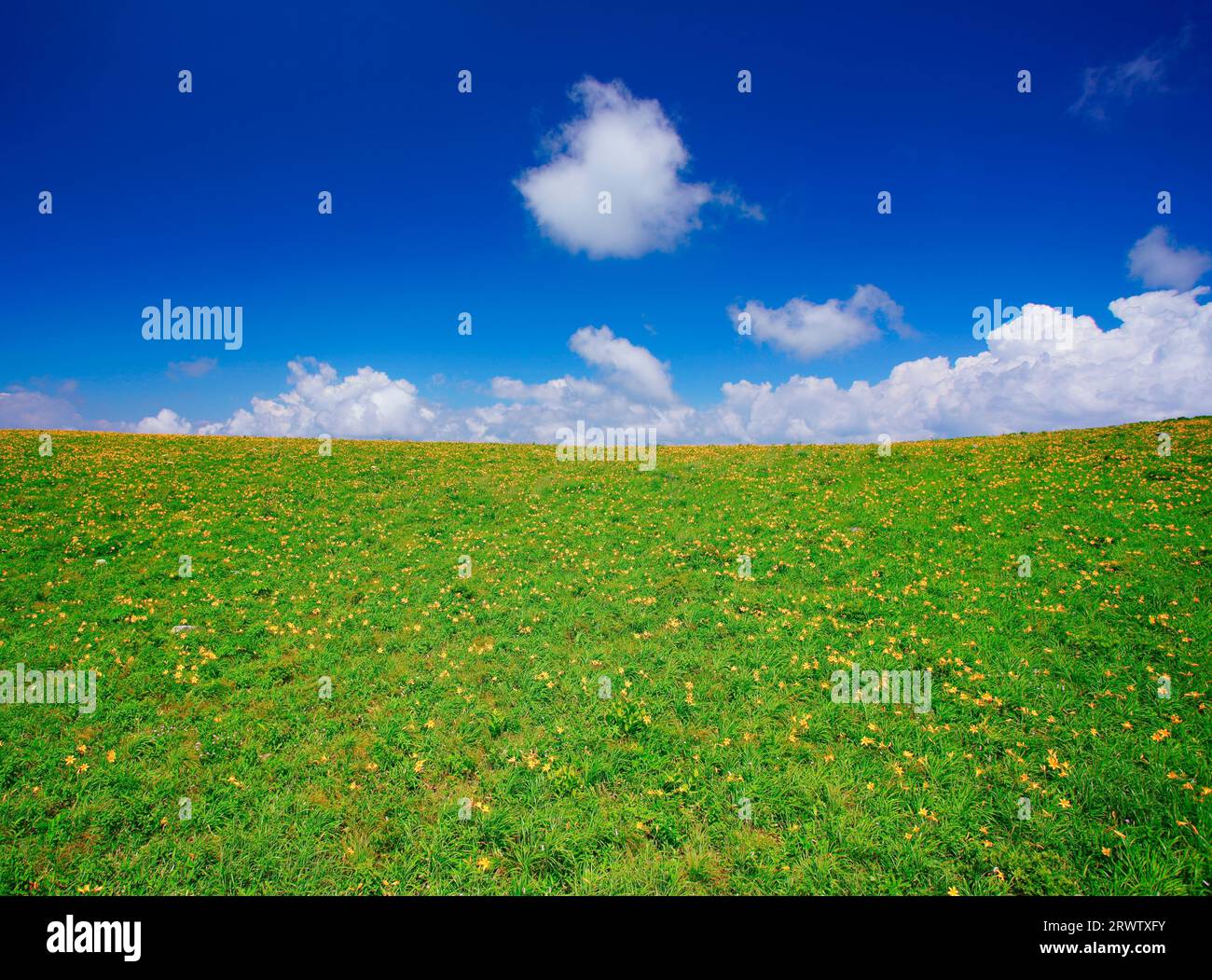 Nikkoh sedge and cirrus cloud Stock Photo - Alamy