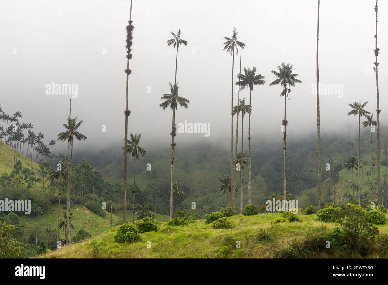 Cocora Valley in Los Nevados National Park, Colombia - Wax palm is the ...