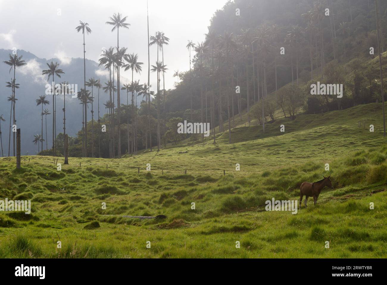 Cocora Valley in Los Nevados National Park, Colombia - Wax palm is the ...