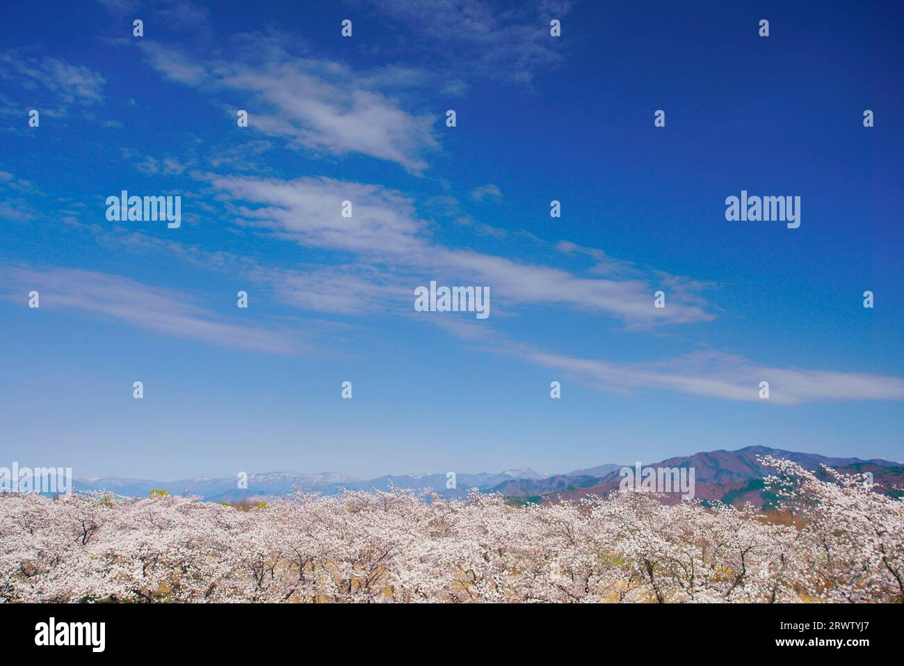 Kawanakajima hi-res stock photography and images - Alamy