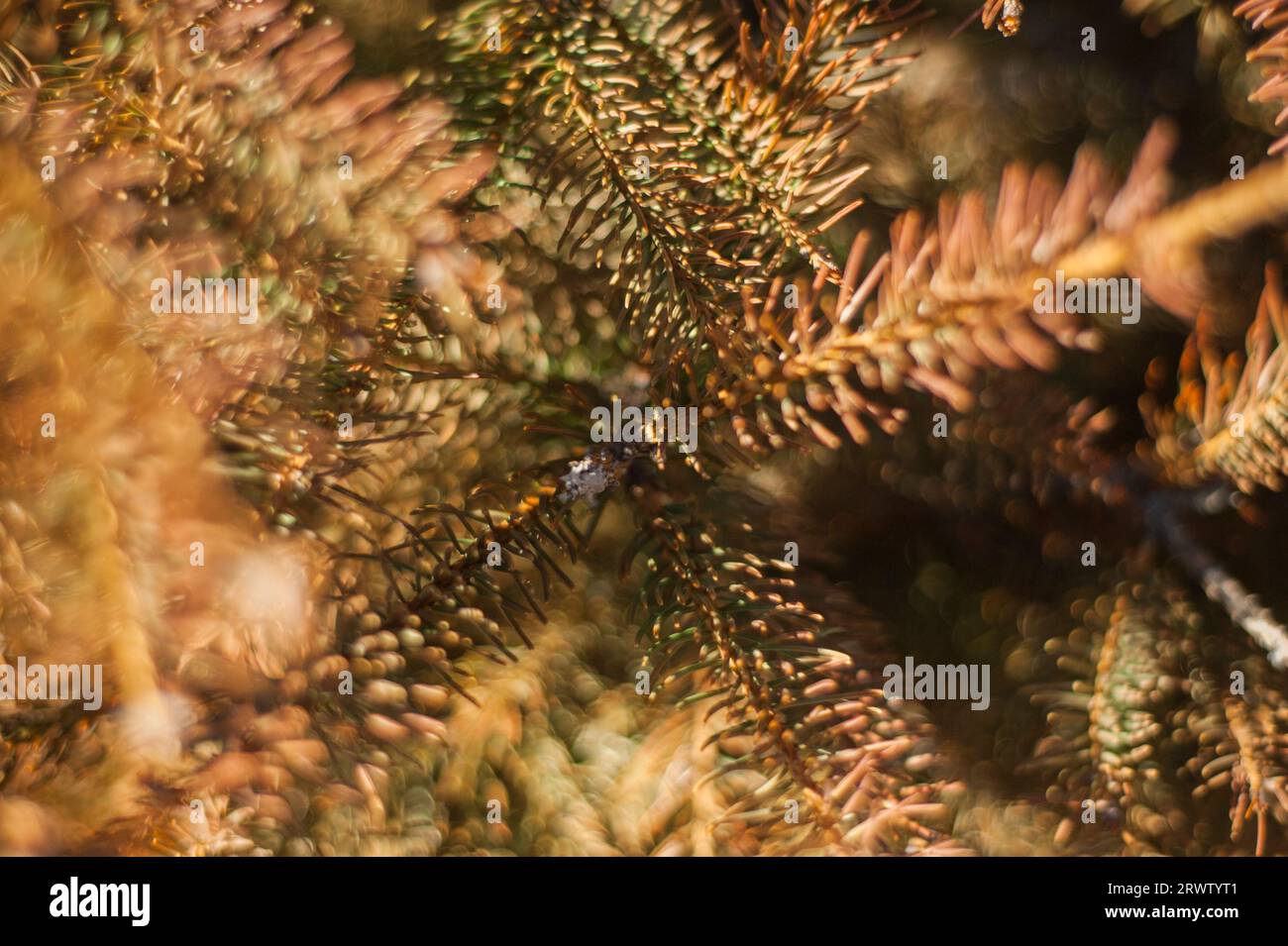 Pine spikes hi-res stock photography and images - Alamy