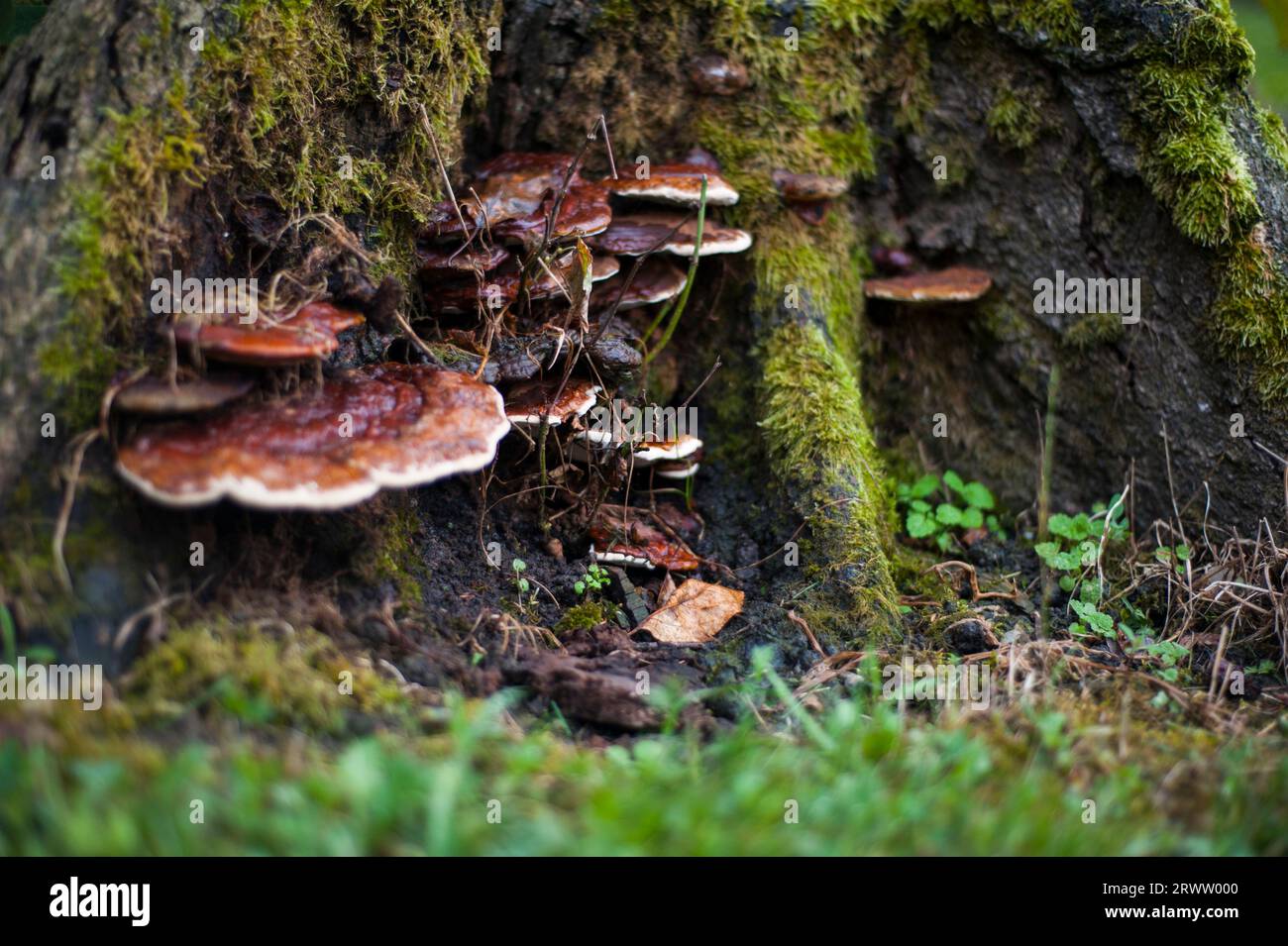 Mushrooms growing tree stump brown hi-res stock photography and images ...