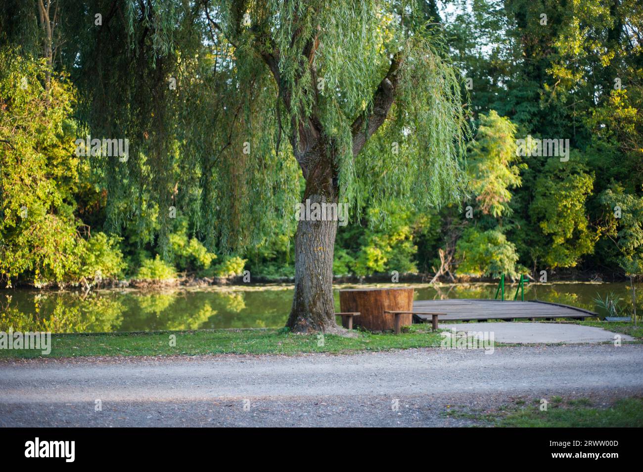 Willow tree in front of a lake Stock Photo - Alamy
