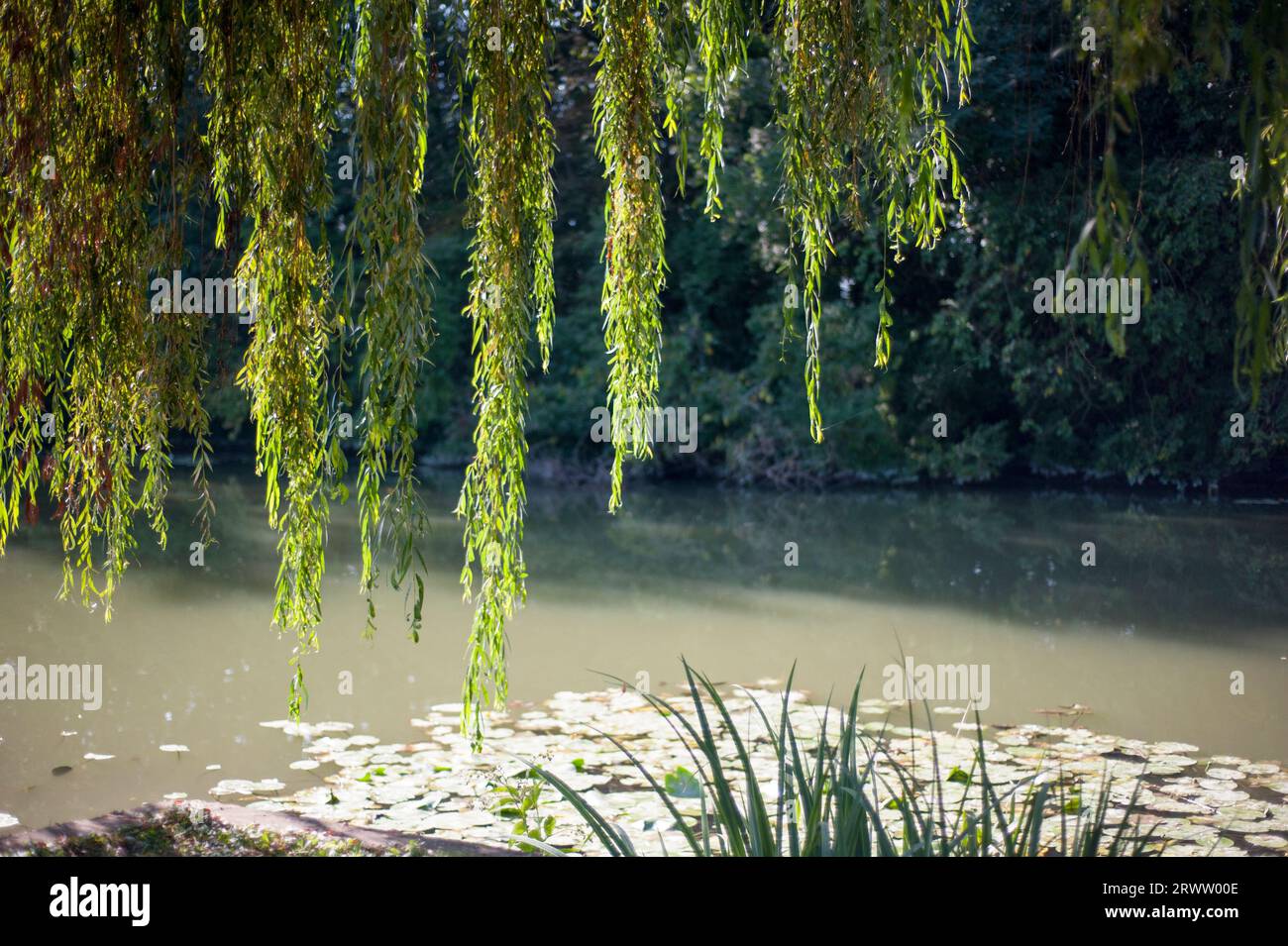 Willow tree in front of a lake Stock Photo - Alamy