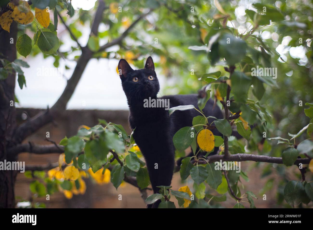 Black cat in the tree exploring nature Stock Photo - Alamy