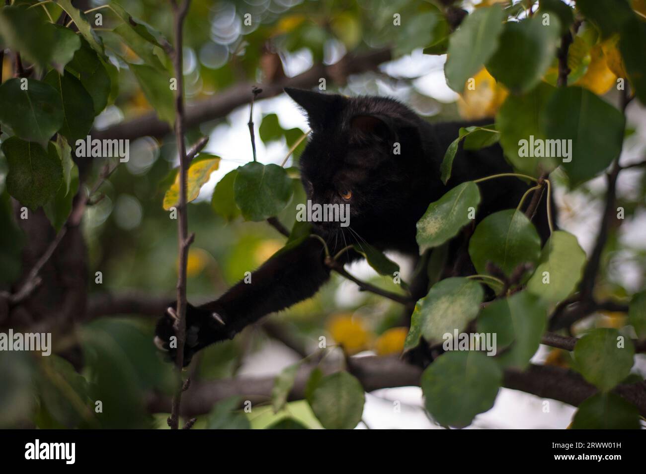 Black cat in the tree exploring nature Stock Photo - Alamy