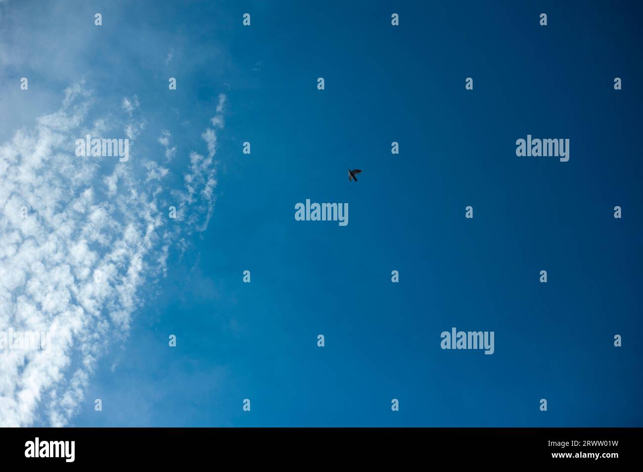Left side of the bird hi-res stock photography and images - Alamy
