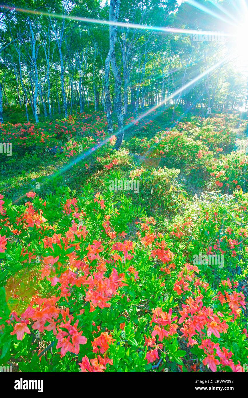 June sunlight hi-res stock photography and images - Alamy