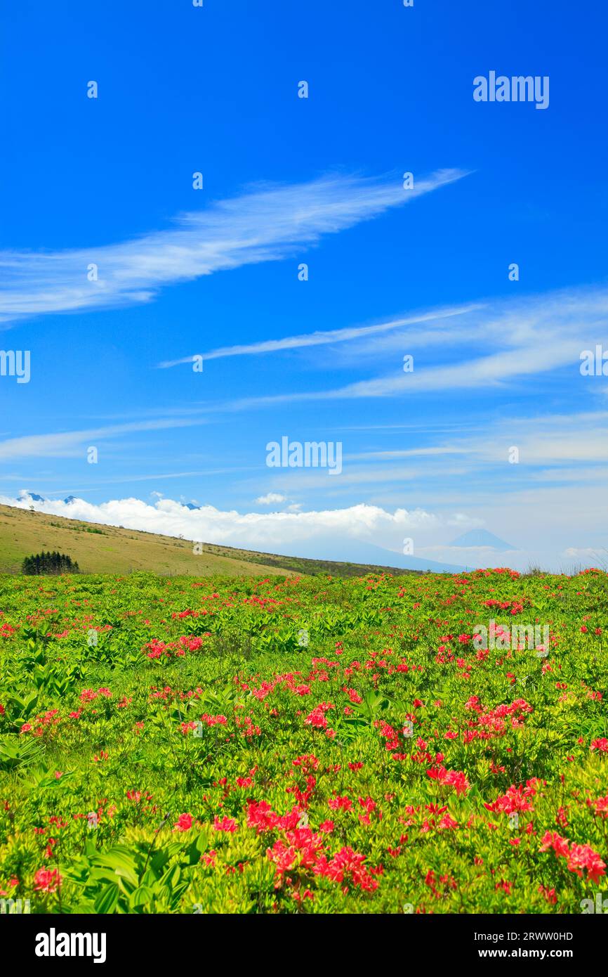 Mt. Fuji and Mt. Yatsugatake in the distance with azaleas on the ...