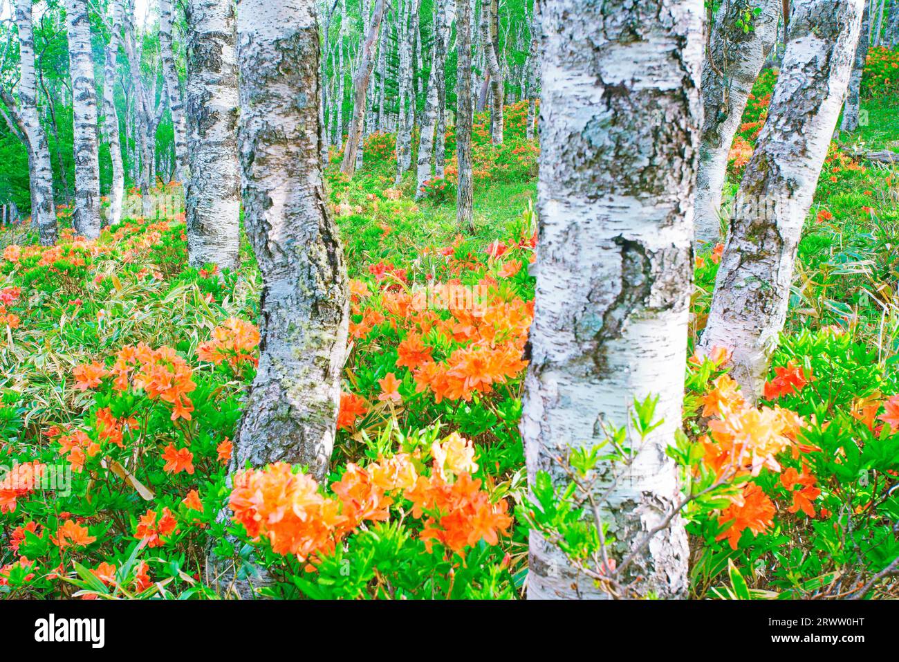 Shirakaba daira hi-res stock photography and images - Alamy