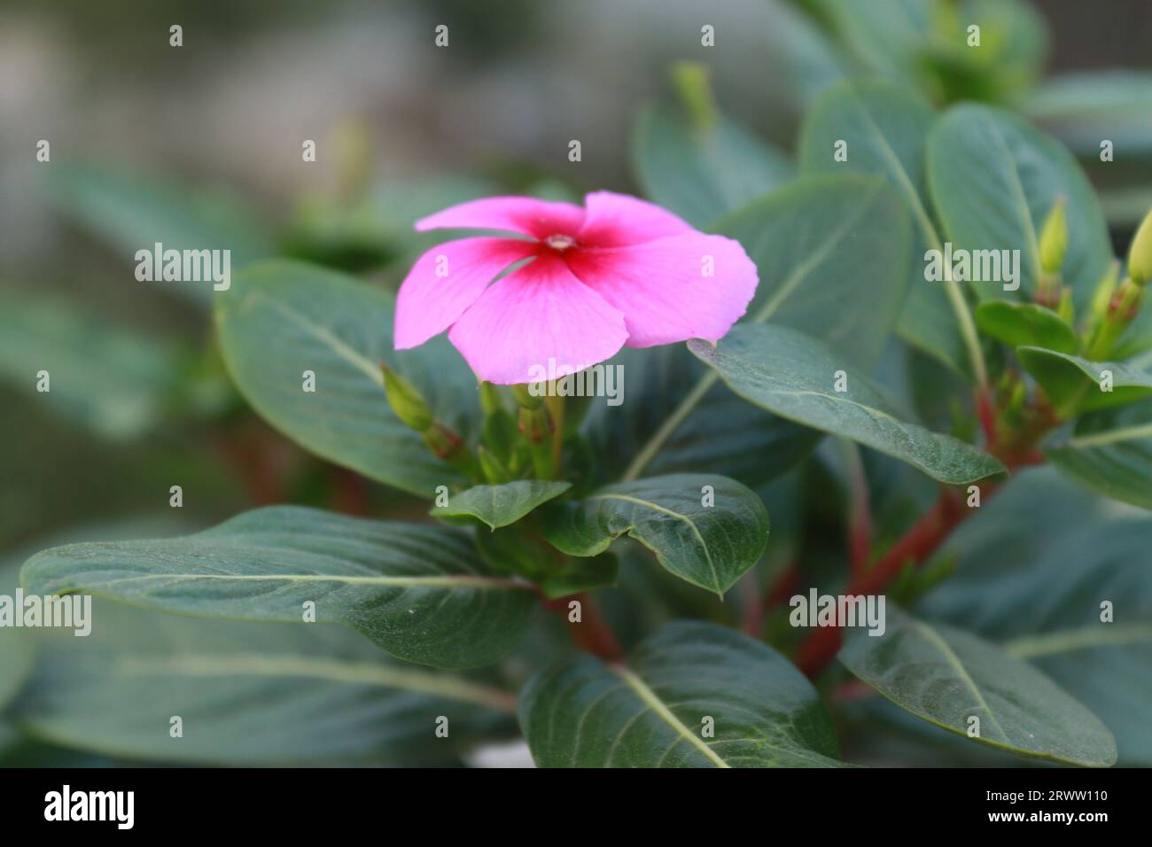Potted bougainvillea hi-res stock photography and images - Alamy