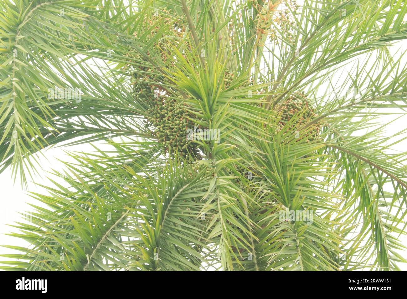 Date palm tree hi-res stock photography and images - Alamy