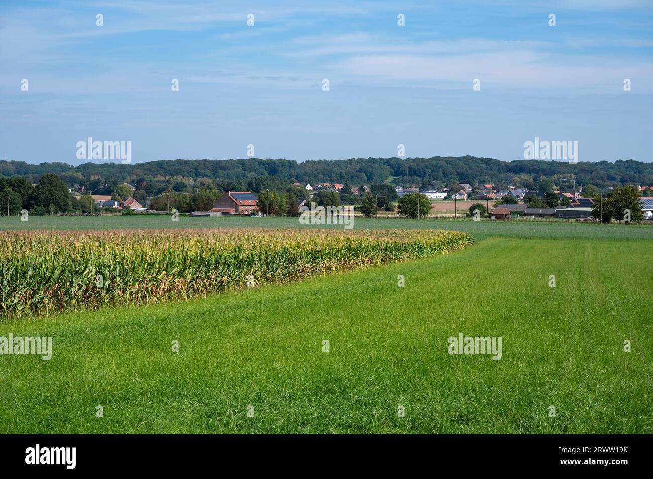 Corn fields and green agriculture land at the Flemish countryside ...