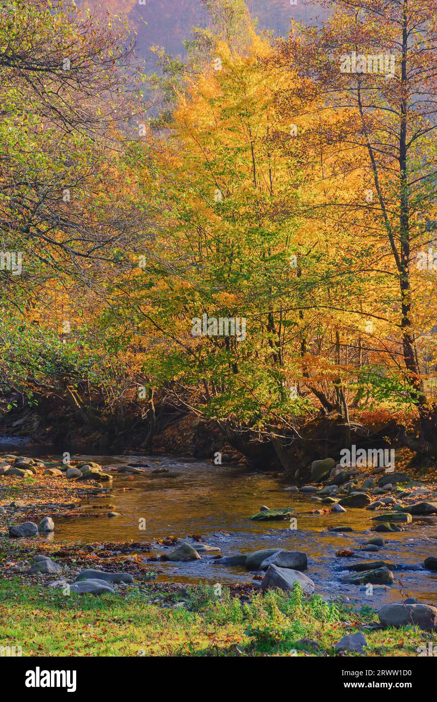 shallow water stream with stones and rocks. ecology disaster, dry ...