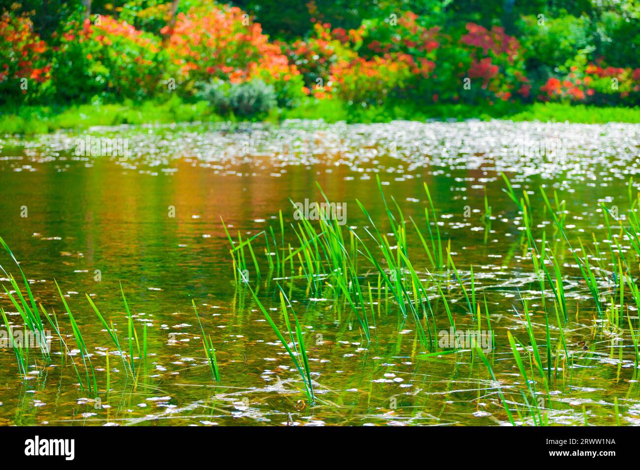 Lotus Pond with Rhododendron pseudochrysanthum in bloom Stock Photo - Alamy