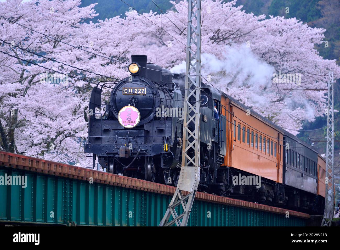 Oigawa Railway steam locomotive and cherry blossoms (Rosaceae Stock ...