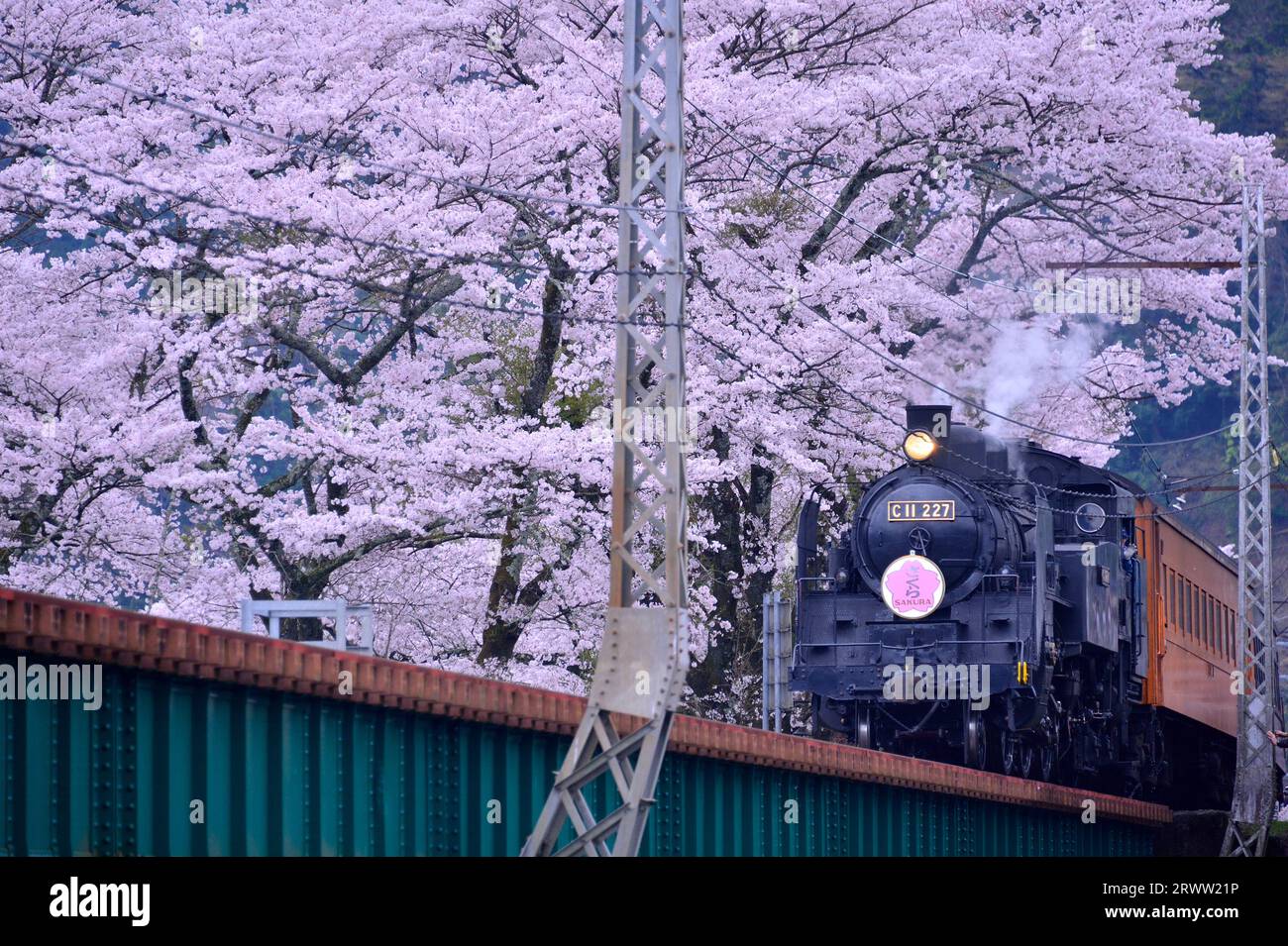 Oigawa Railway steam locomotive and cherry blossoms (Rosaceae Stock ...