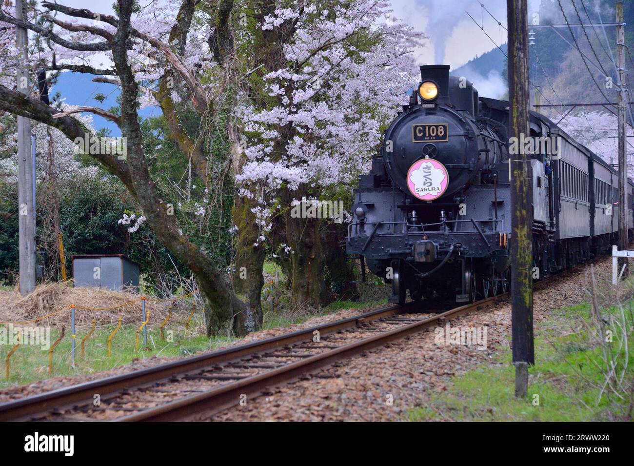 Oigawa Railway steam locomotive and cherry blossoms (Rosaceae Stock ...