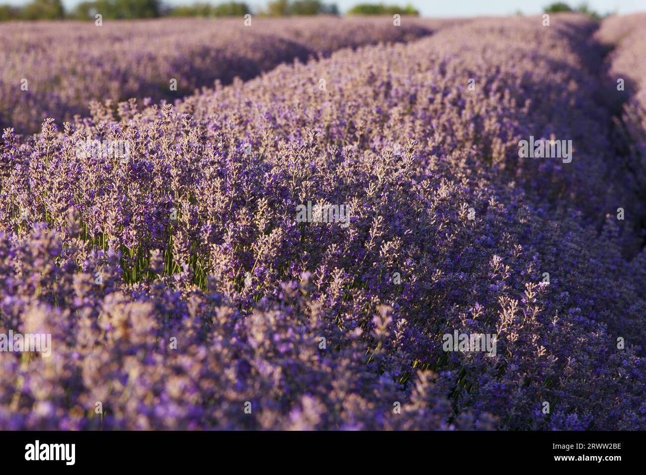 Luxurious blooming Lavender Field, in purple shades. Floral, lavender ...