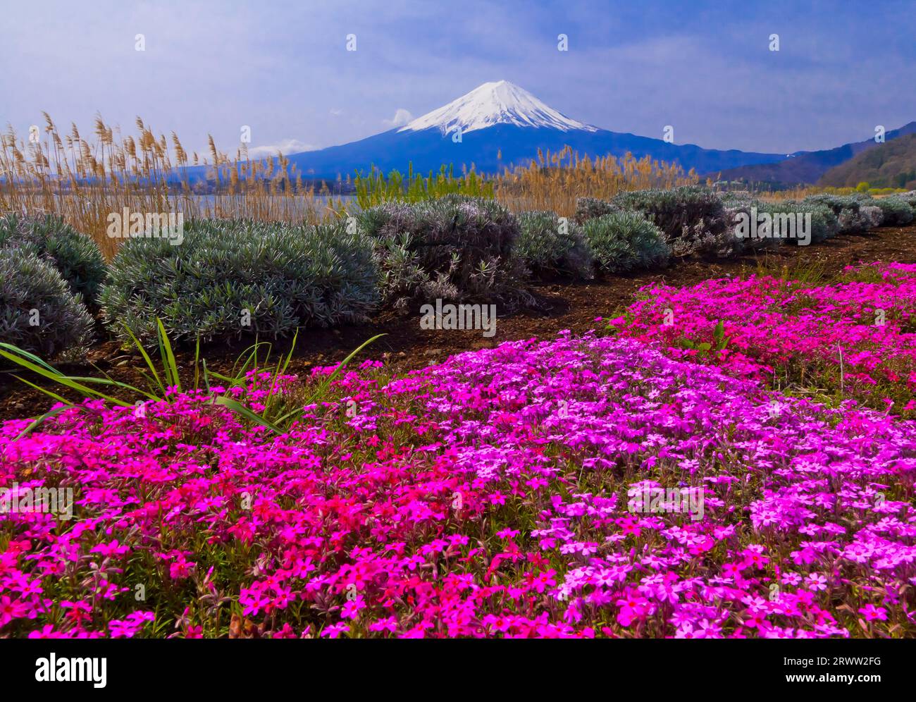 Oishi park mt fuji japan hi-res stock photography and images - Alamy