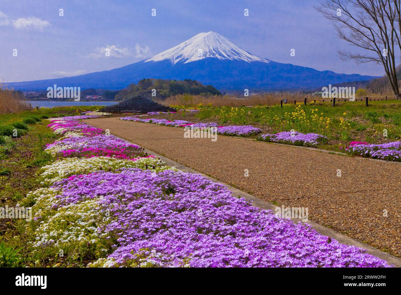 Shiba-zakura (grass cherry blossoms) in Oishi Park and Mt. Fuji Stock ...