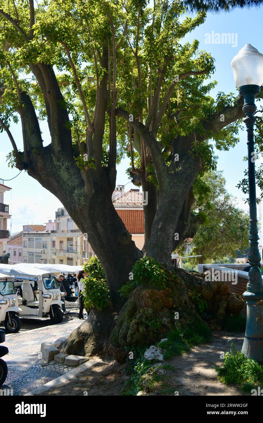 Lisbon spring hi-res stock photography and images - Alamy