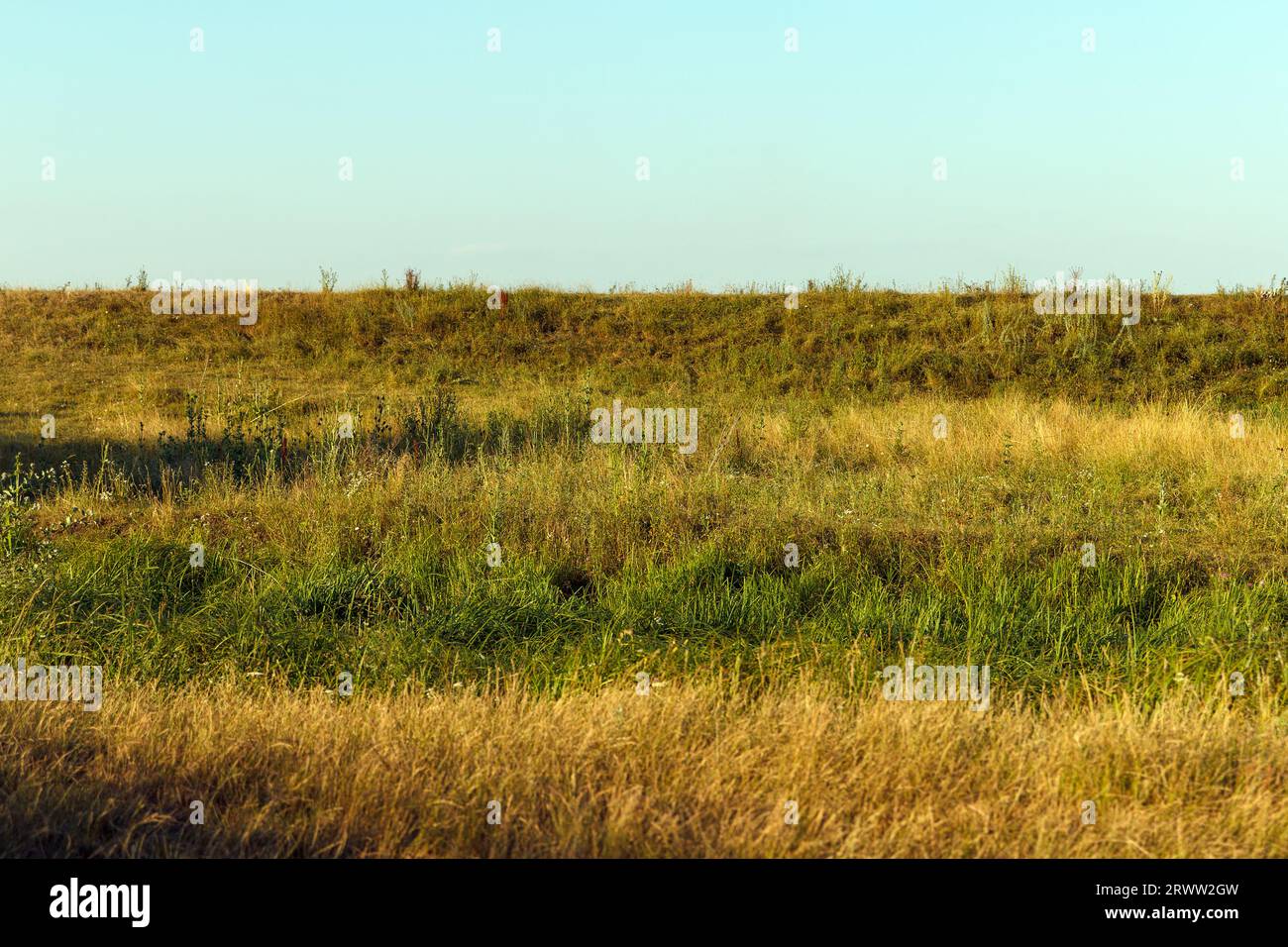 Landscape, yellow - green grass in field growing in stripes along ...