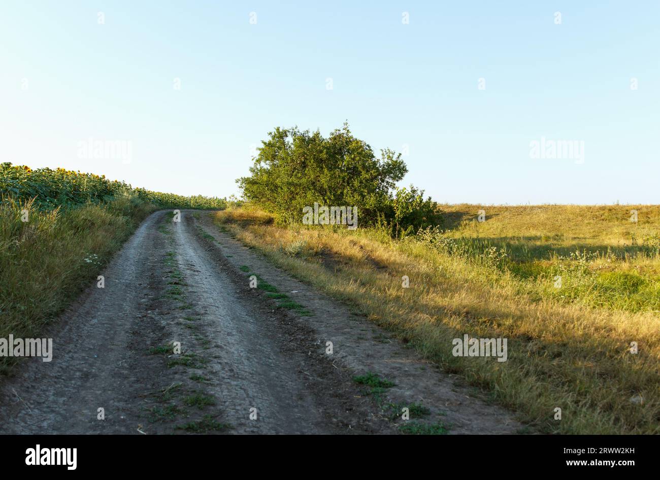 Country road running between fields, on one side by a sunflower field ...