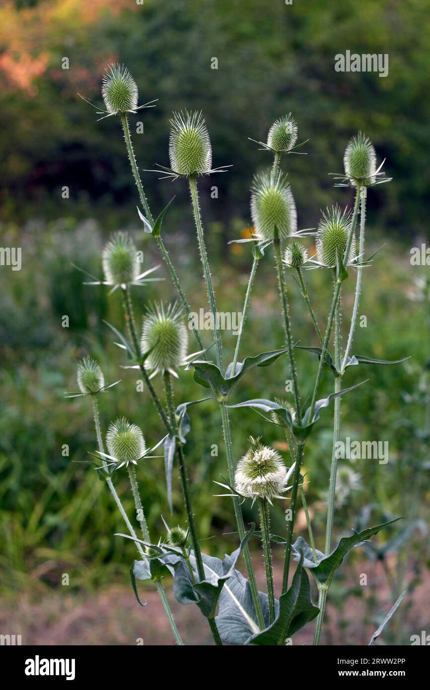 Tall plant, green, a type of burdock grows in the forest in summer ...
