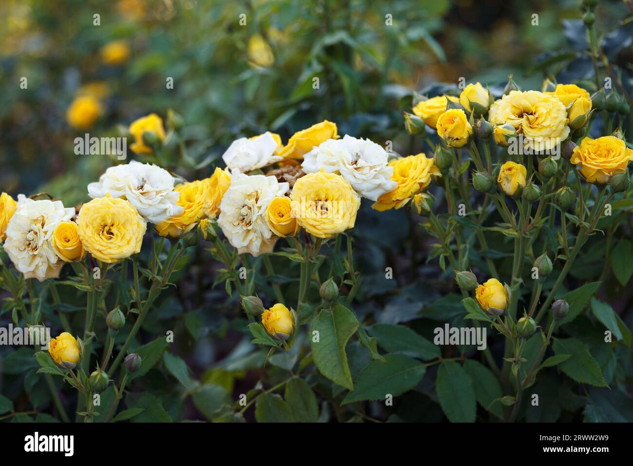 Rose garden, yellow - white rose bushes grow in garden, decorating ...
