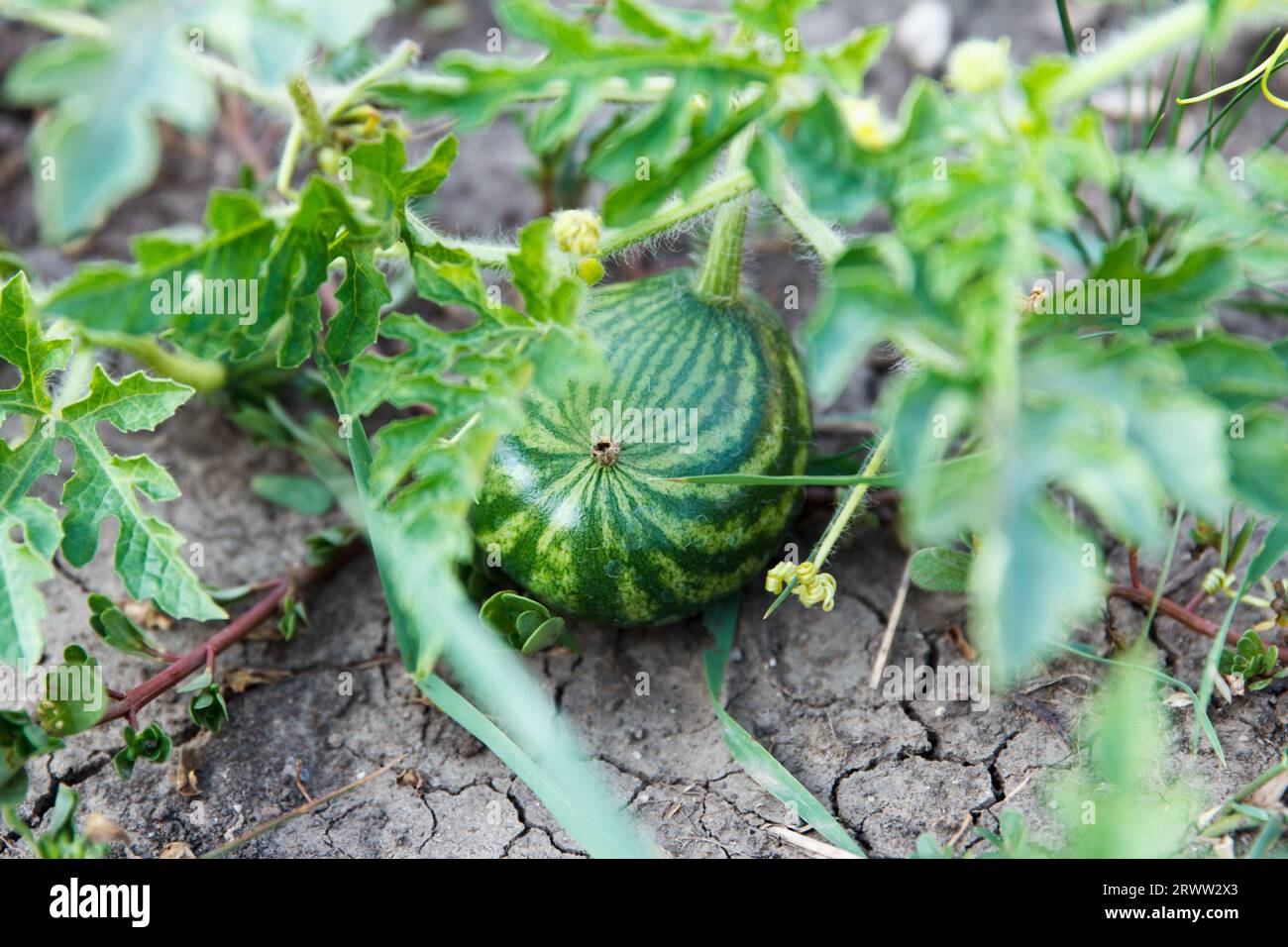 Small striped green watermelon grows and ripens on a garden bed in ...