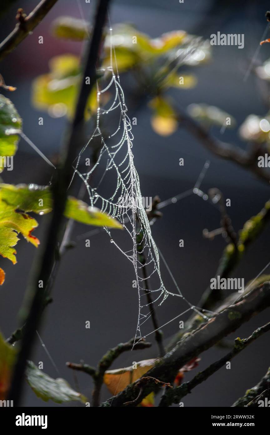 Drops of water on the cobweb (spider web) between tree branches Stock ...