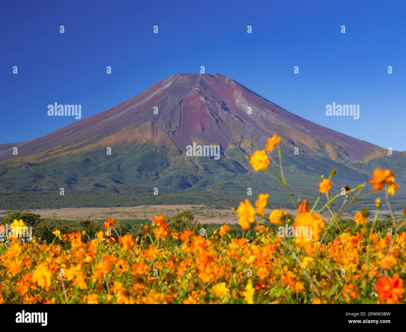 Hananomiyakokouen hi-res stock photography and images - Alamy