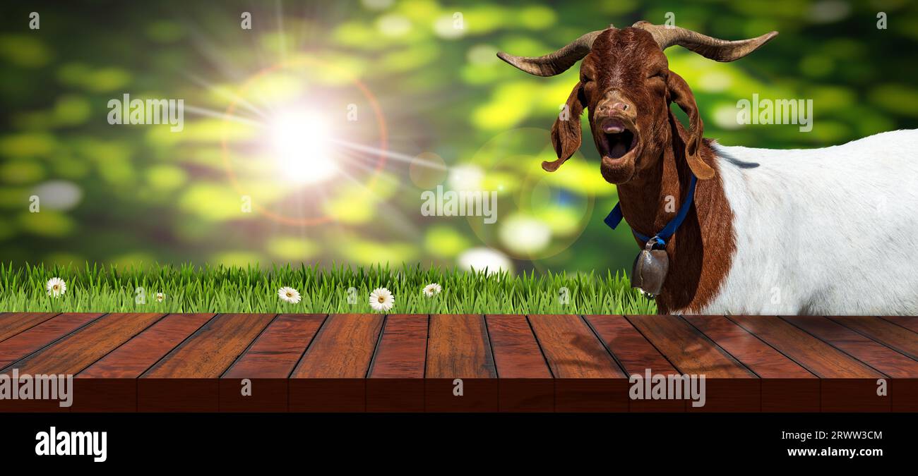 Empty wooden table and a horned mountain goat with cowbell, looking at ...