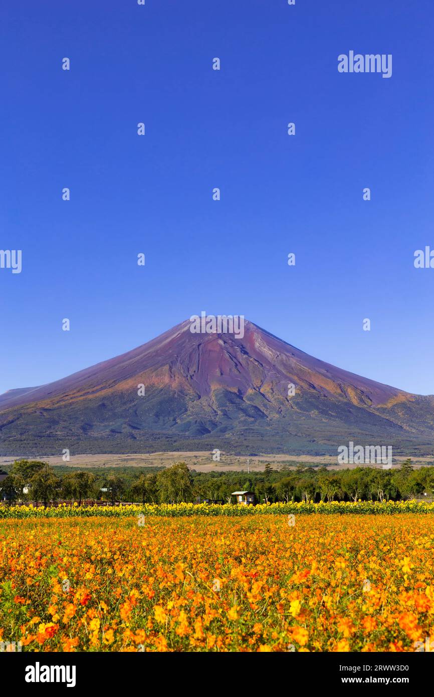 Fuji and flower garden in early autumn Stock Photo - Alamy
