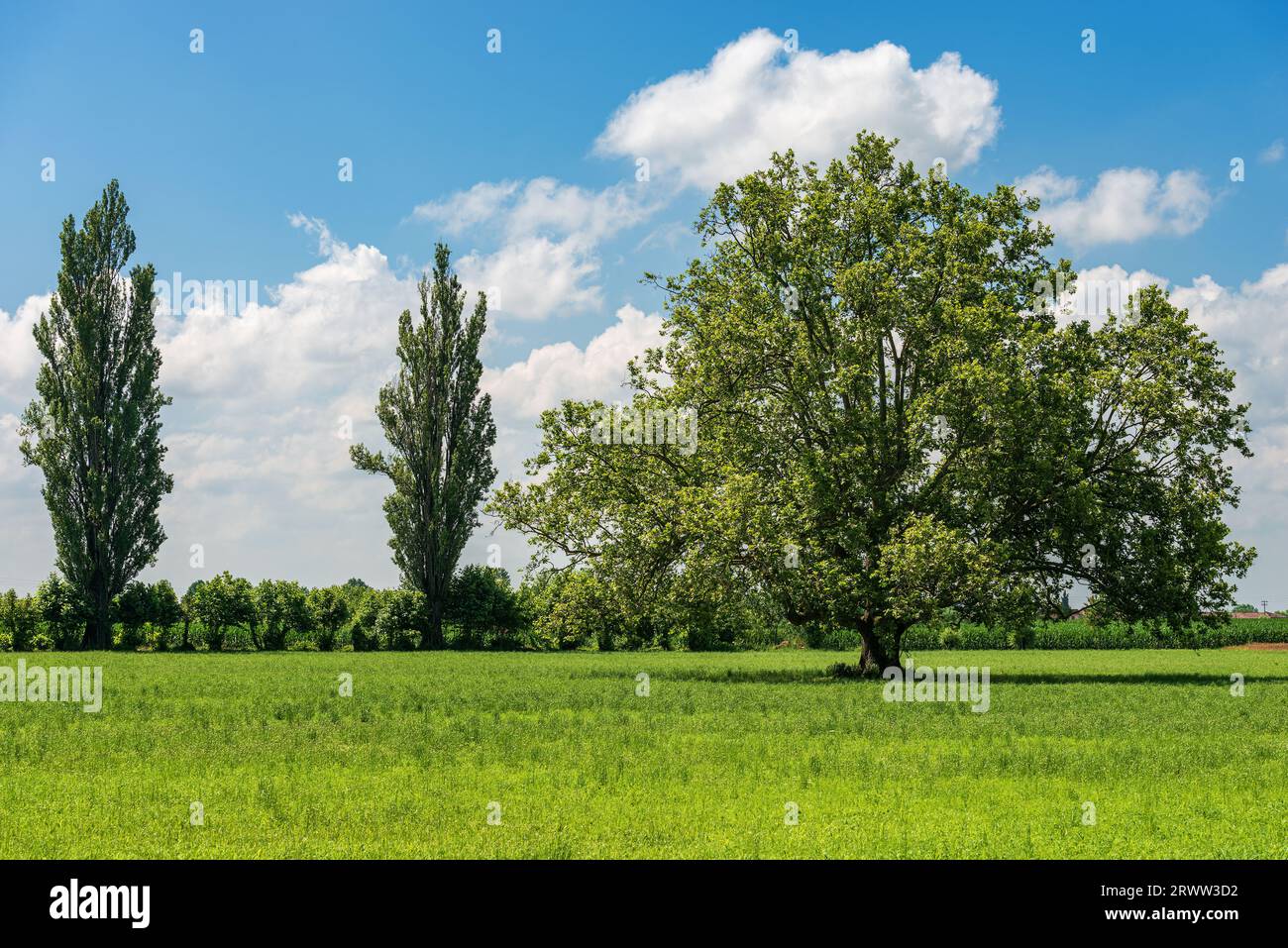Rural landscape with green meadow and a large oak tree in springtime ...
