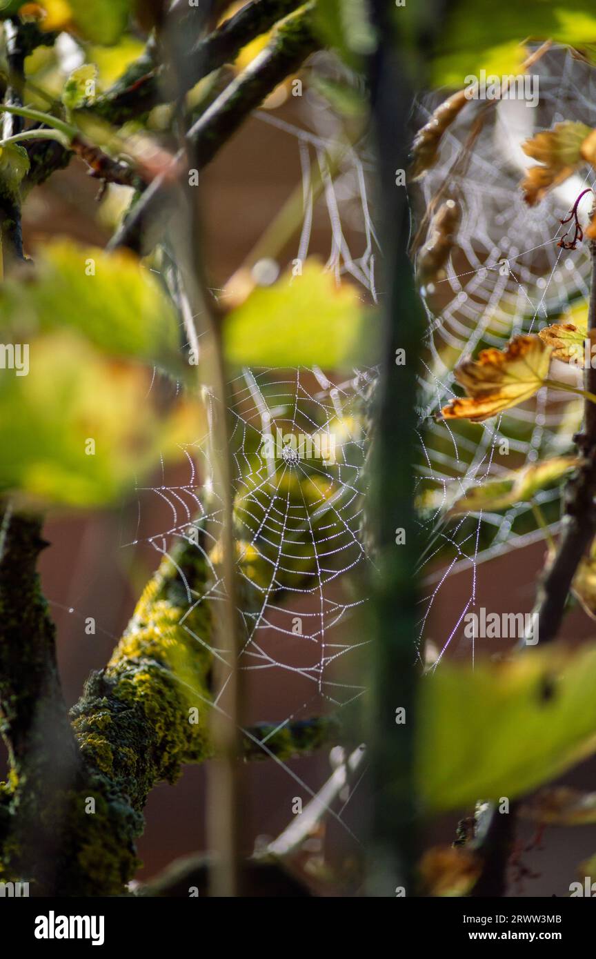 Drops of water on the spider web behind the tree branches Stock Photo ...