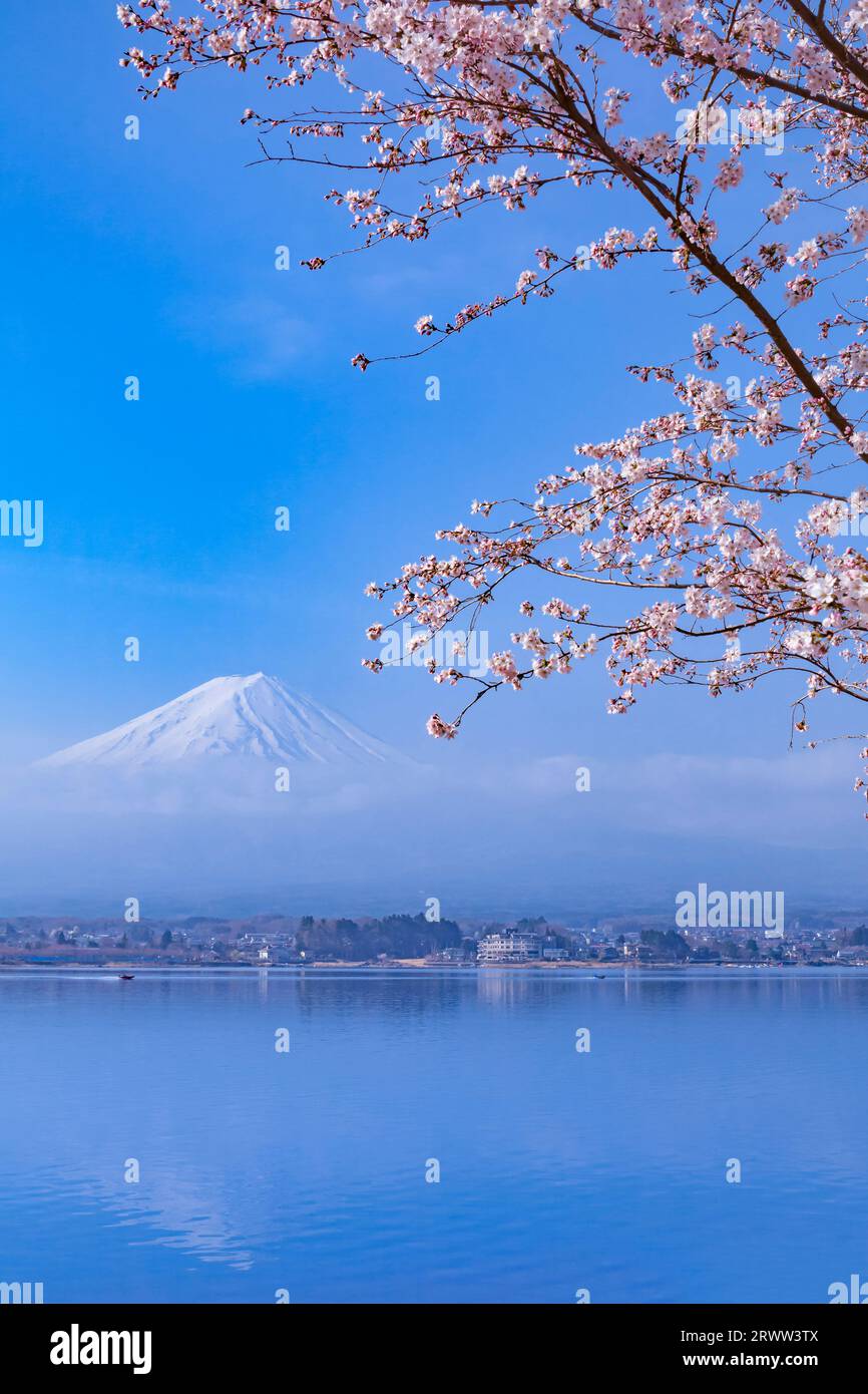 Fuji and Cherry Blossoms in Morning Mist Stock Photo - Alamy