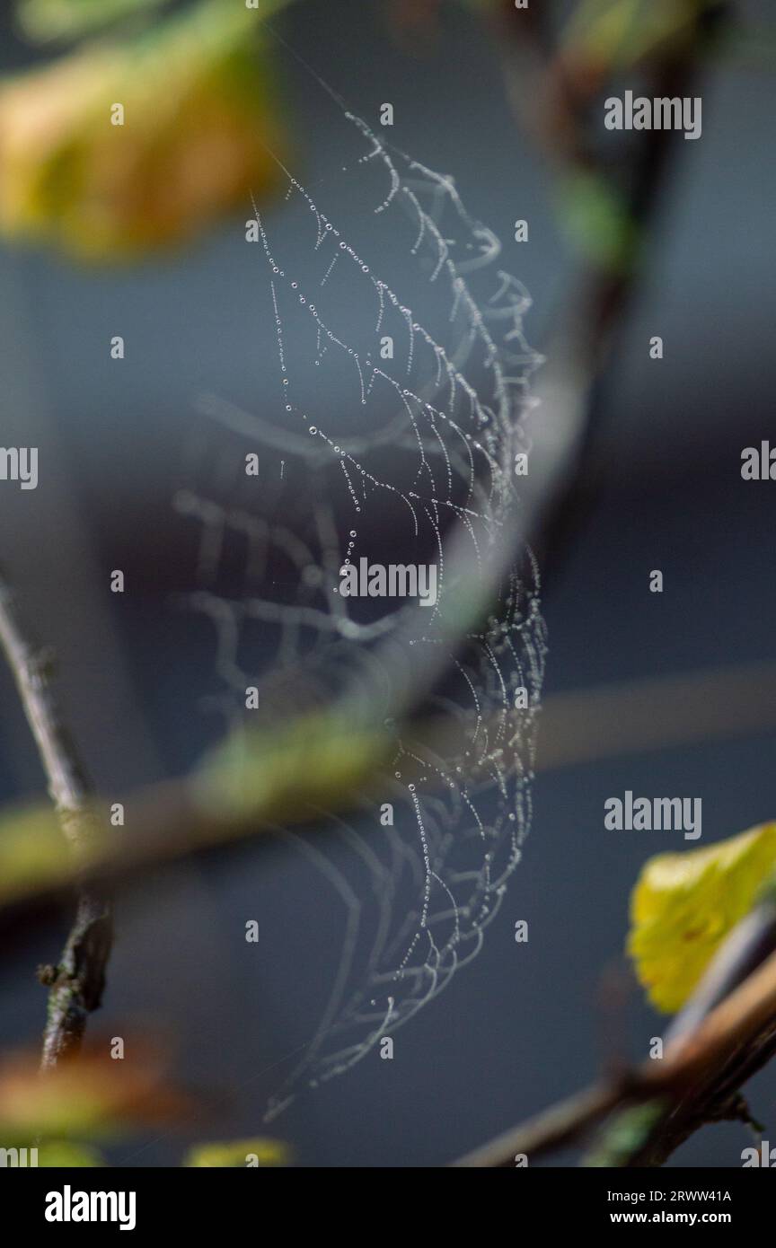 Spider on the cobweb hi-res stock photography and images - Alamy