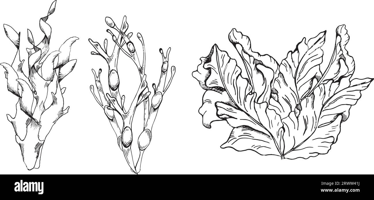 Vector sea plant ink hand drawn illustration isolated on white ...