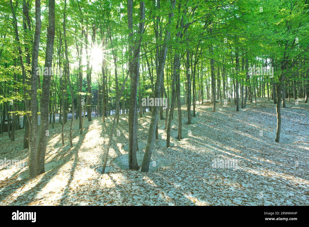 Light filtering through trees hi-res stock photography and images - Alamy