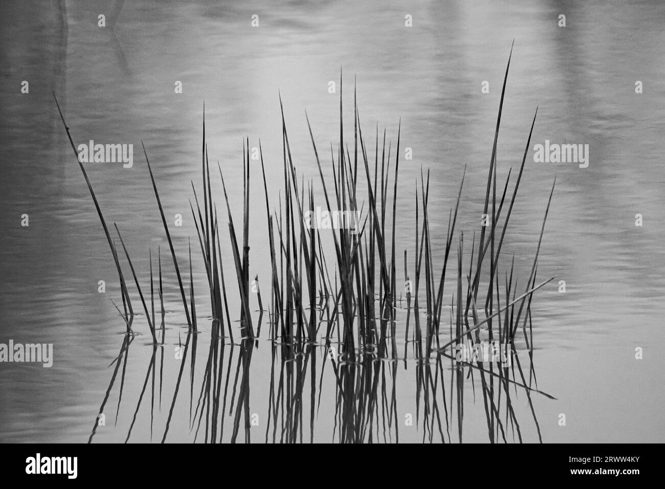 Water ripple close Black and White Stock Photos & Images - Alamy