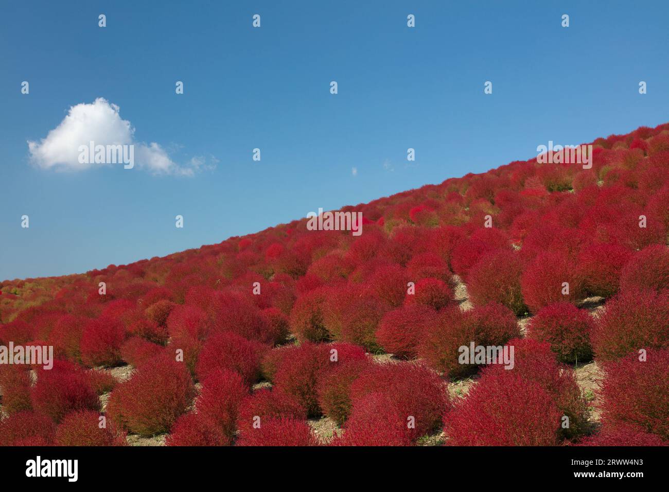 Red kochia hi-res stock photography and images - Alamy