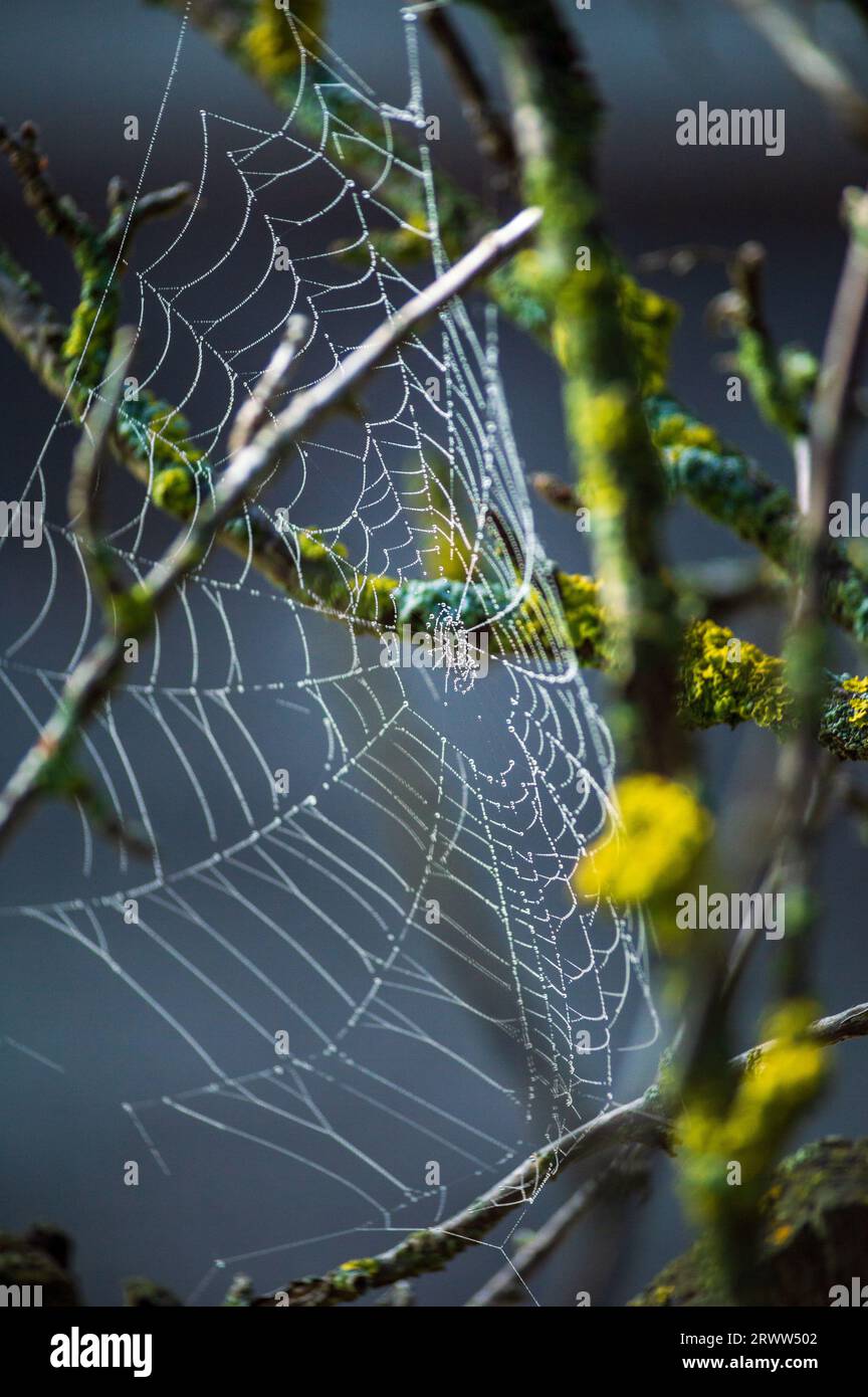 raindrop cobweb (spider web) between tree branches Stock Photo - Alamy