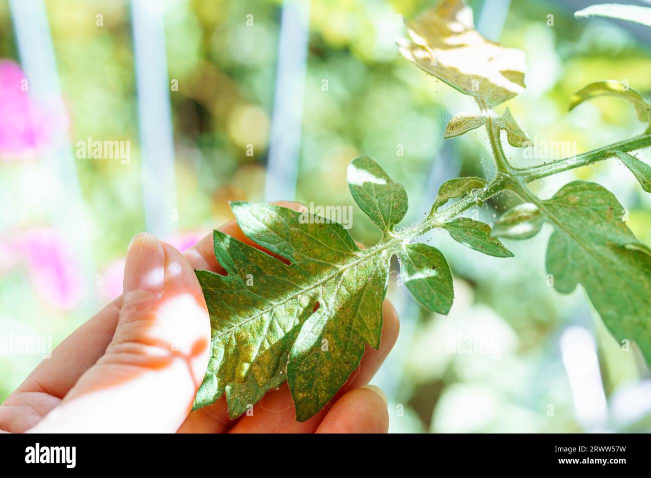 Tomato leaves affected by spider mites and aphids Stock Photo - Alamy