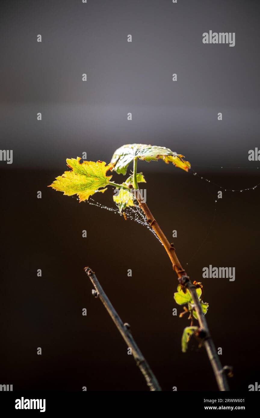 Raindrop on insect hi-res stock photography and images - Alamy