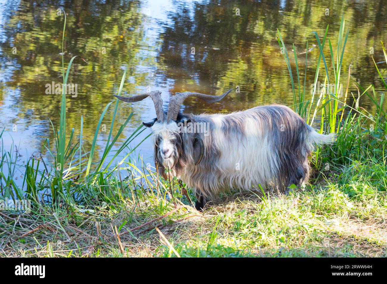 Dutch land goat hi-res stock photography and images - Alamy